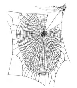 Missing Sector Orb Weaver – Zygiella X-Notata - USA Spiders