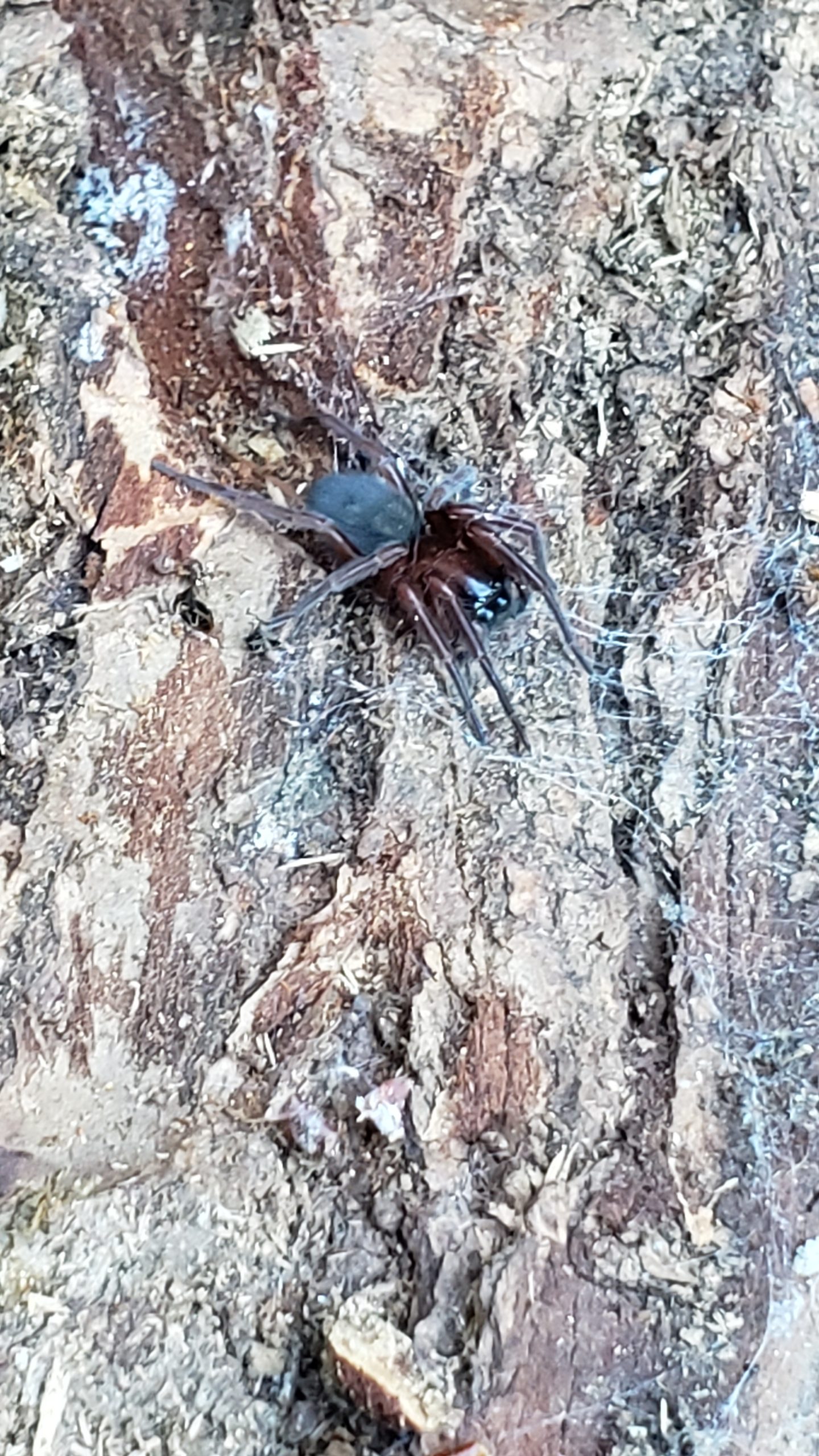 Scotophaeus Blackwalli - Mouse Spider - USA Spiders