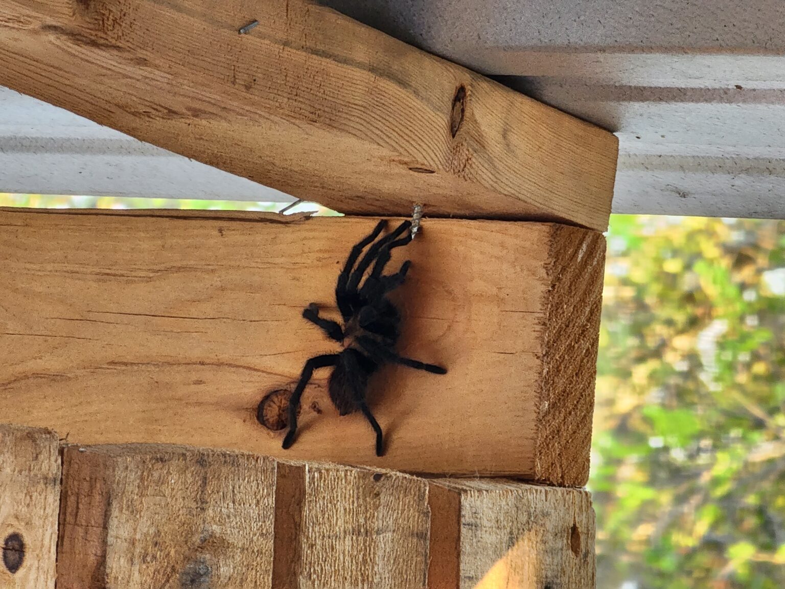 Tarantulas in Texas - USA Spiders