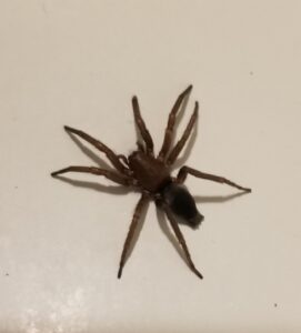 Scotophaeus Blackwalli - Mouse Spider - USA Spiders