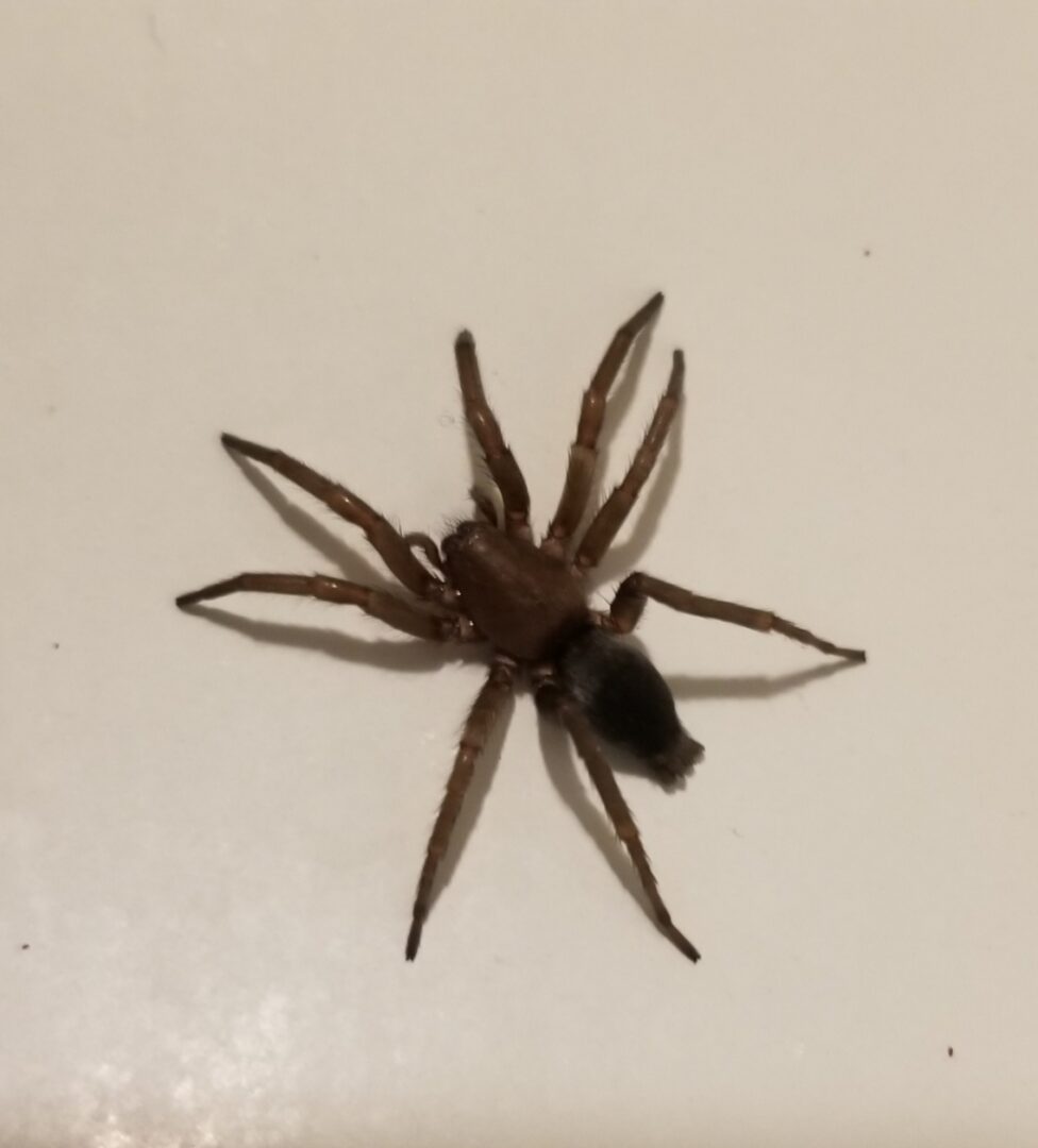 Scotophaeus Blackwalli - Mouse Spider - USA Spiders