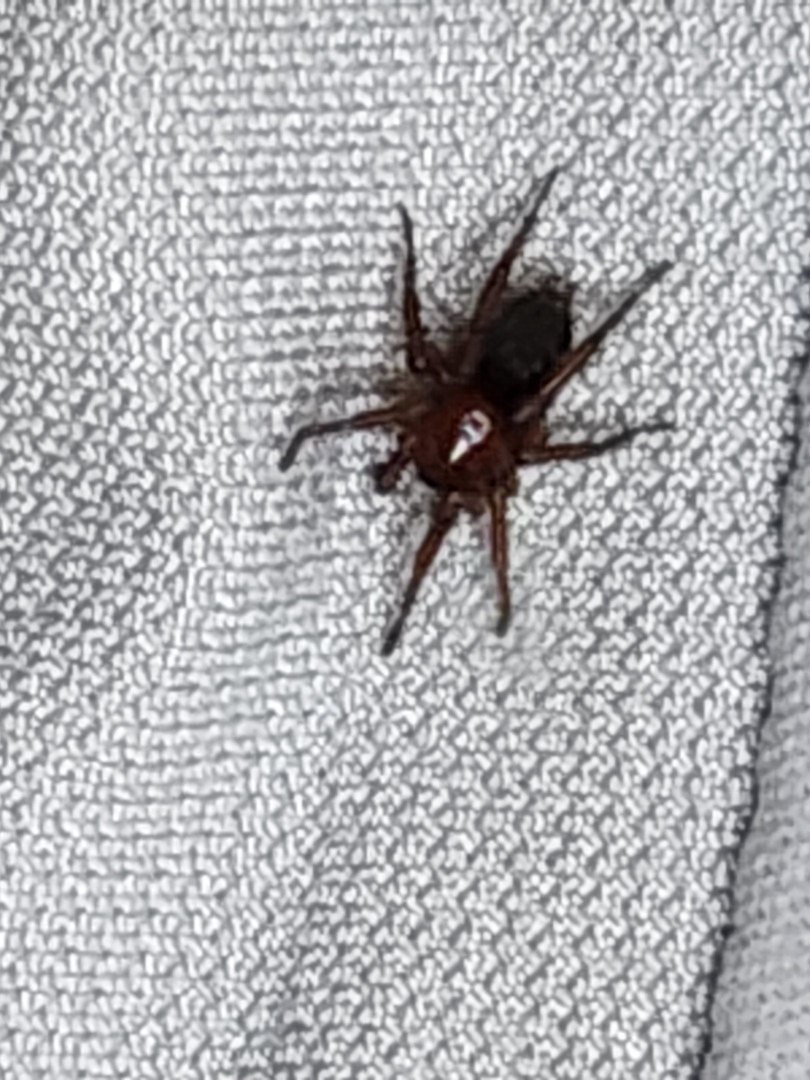 Scotophaeus Blackwalli - Mouse Spider - USA Spiders