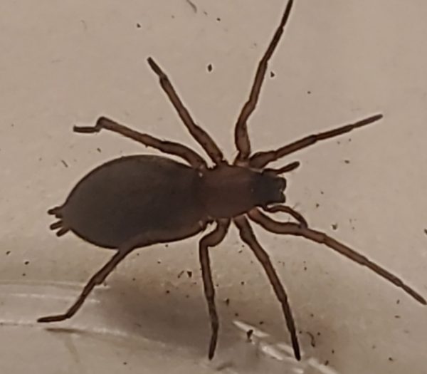 Scotophaeus Blackwalli - Mouse Spider - USA Spiders