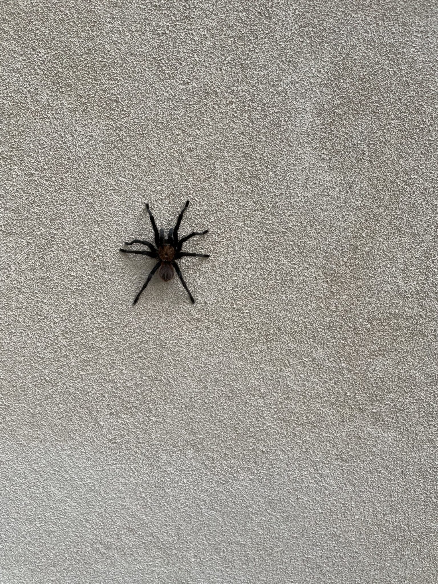 Tarantulas in Texas - USA Spiders