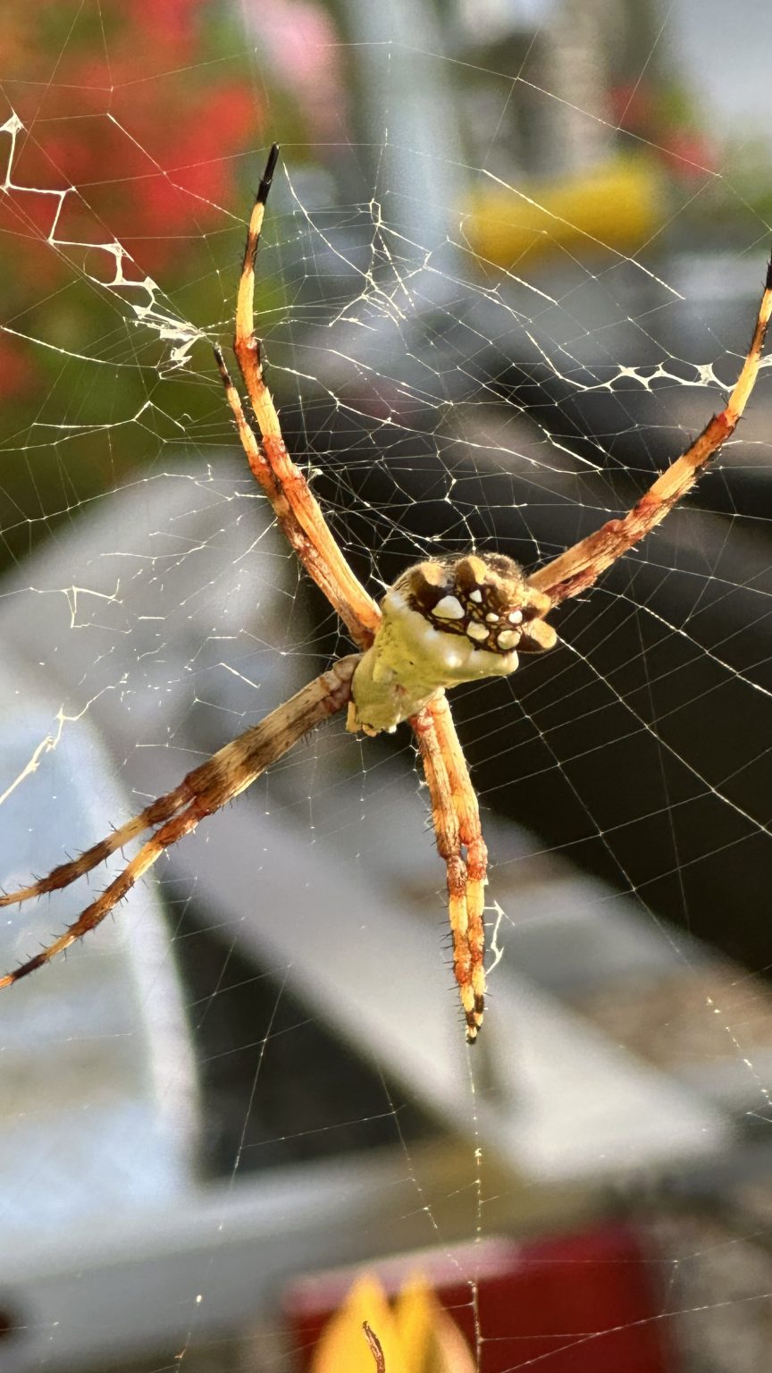 Argiope Argentata – Silver Garden Spider - USA Spiders