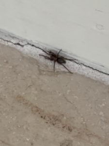 Scotophaeus Blackwalli - Mouse Spider - USA Spiders