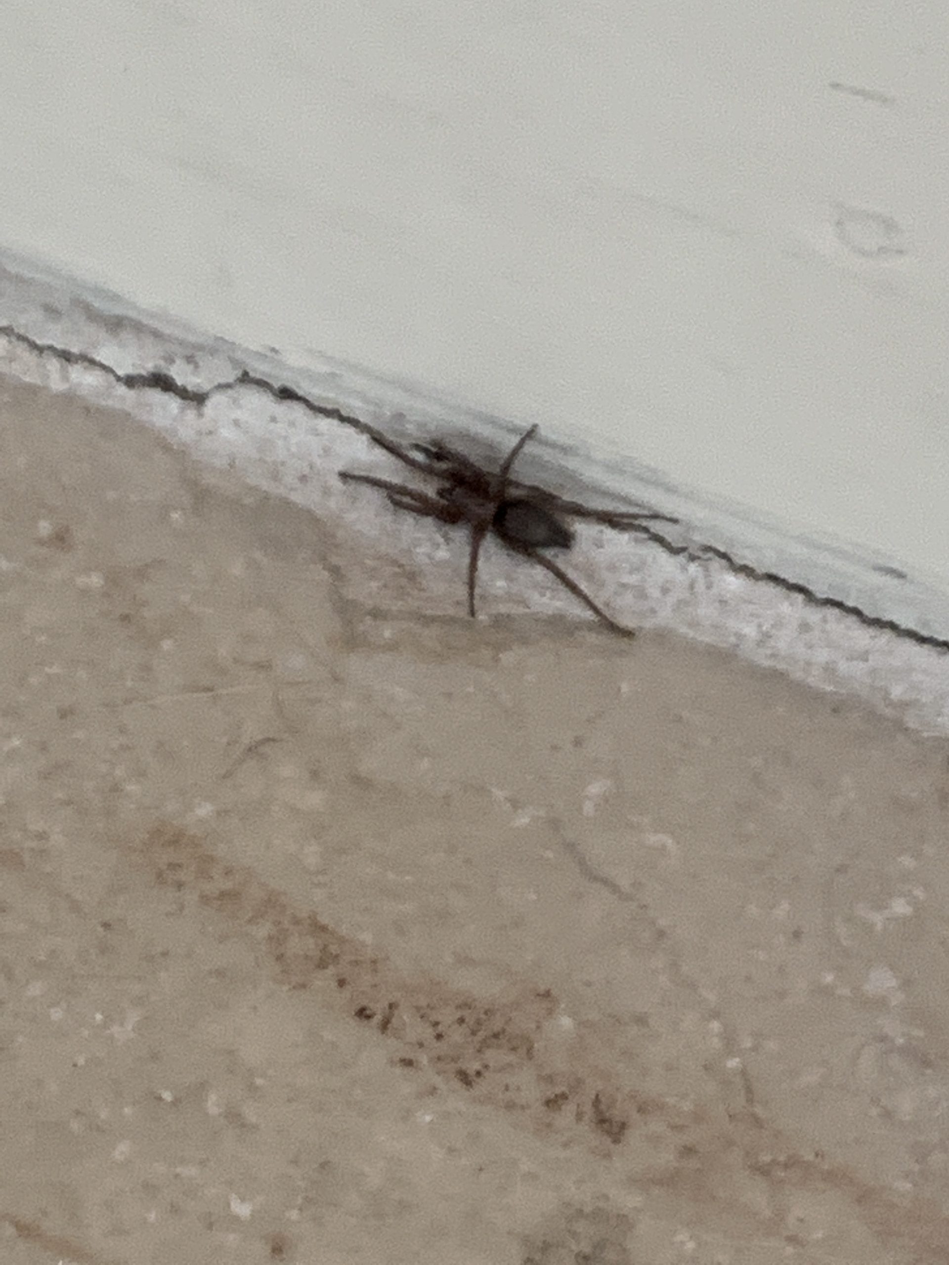Scotophaeus Blackwalli - Mouse Spider - USA Spiders