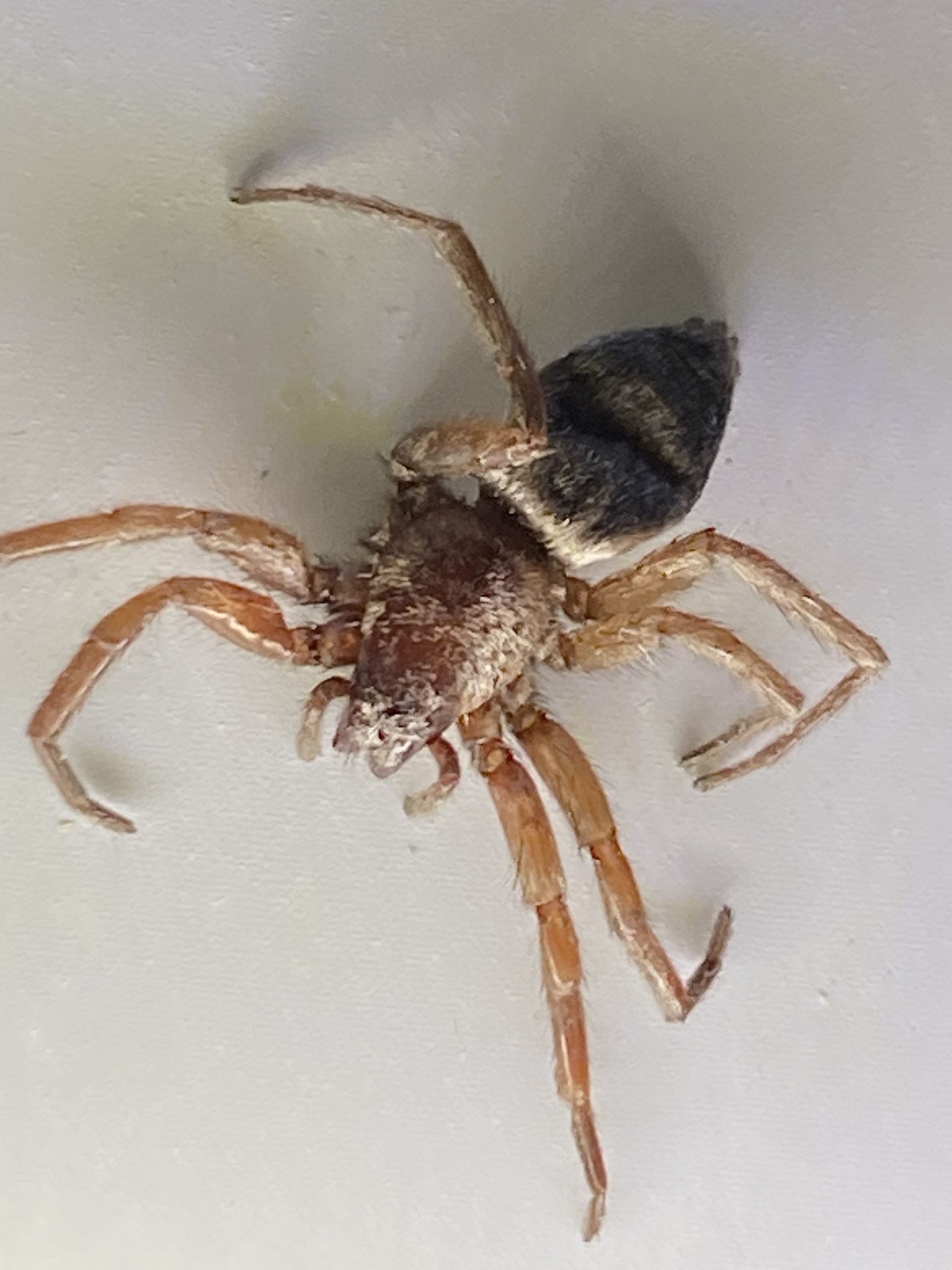 Scotophaeus Blackwalli - Mouse Spider - USA Spiders