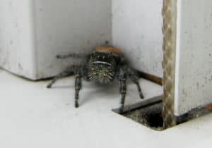 Phidippus Johnsoni - Red-Backed Jumping Spider - USA Spiders