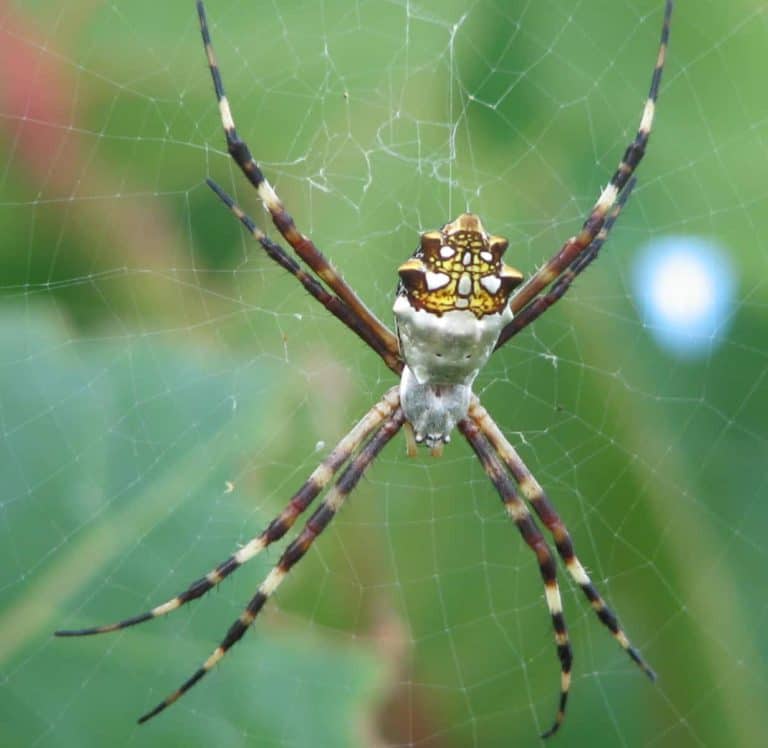 Argiope Argentata – Silver Garden Spider - USA Spiders