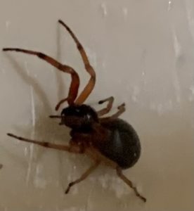 Scotophaeus Blackwalli - Mouse Spider - USA Spiders