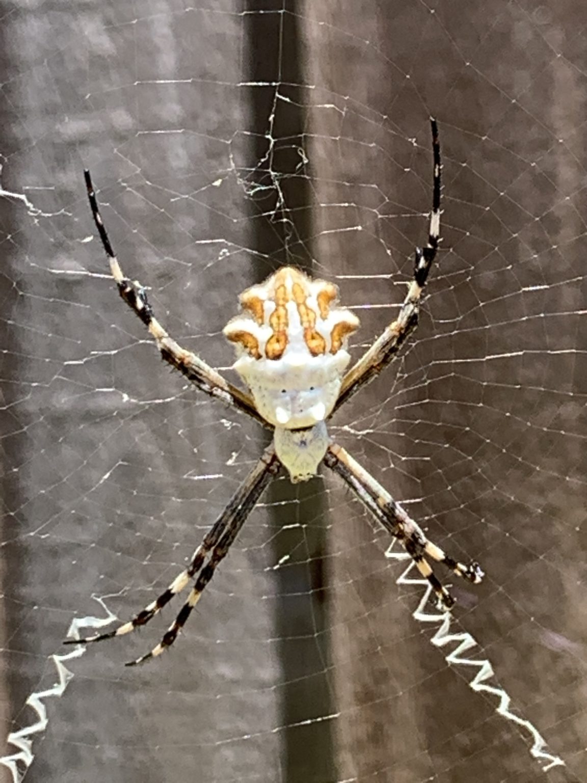 Argiope Argentata – Silver Garden Spider - USA Spiders