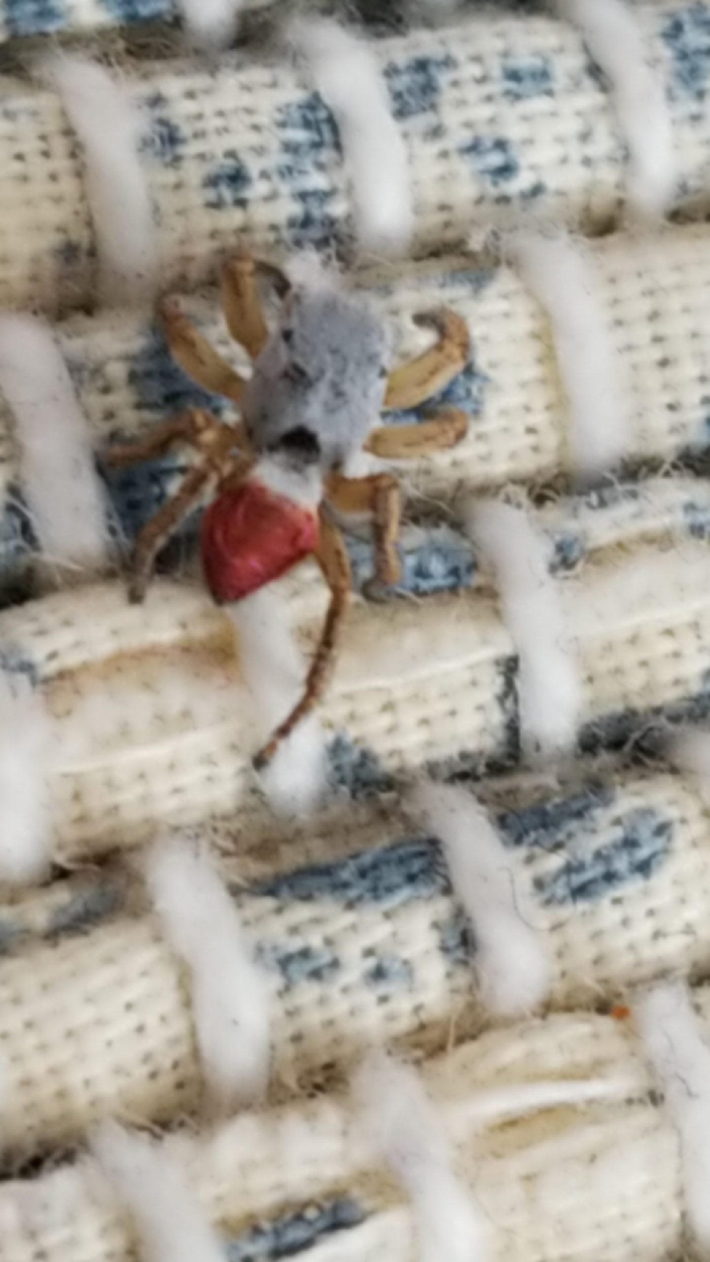 Phidippus Johnsoni - Red-Backed Jumping Spider - USA Spiders