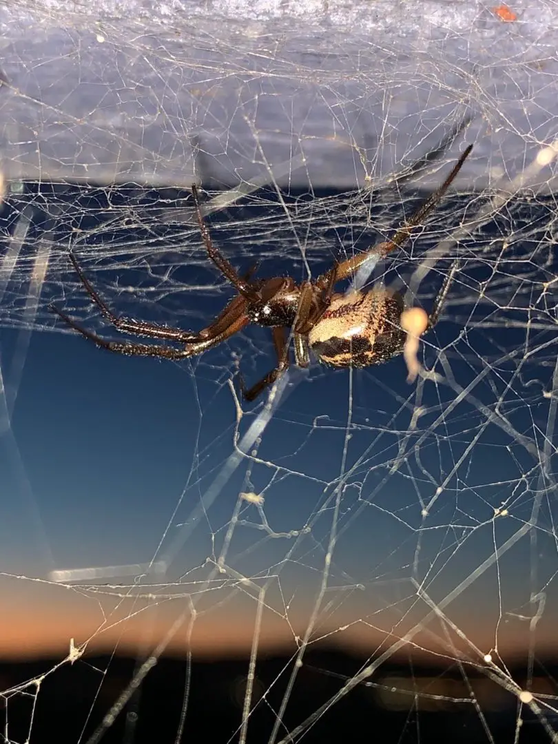 Frontinella Pyramitela - Bowl and Doily Spider - USA Spiders