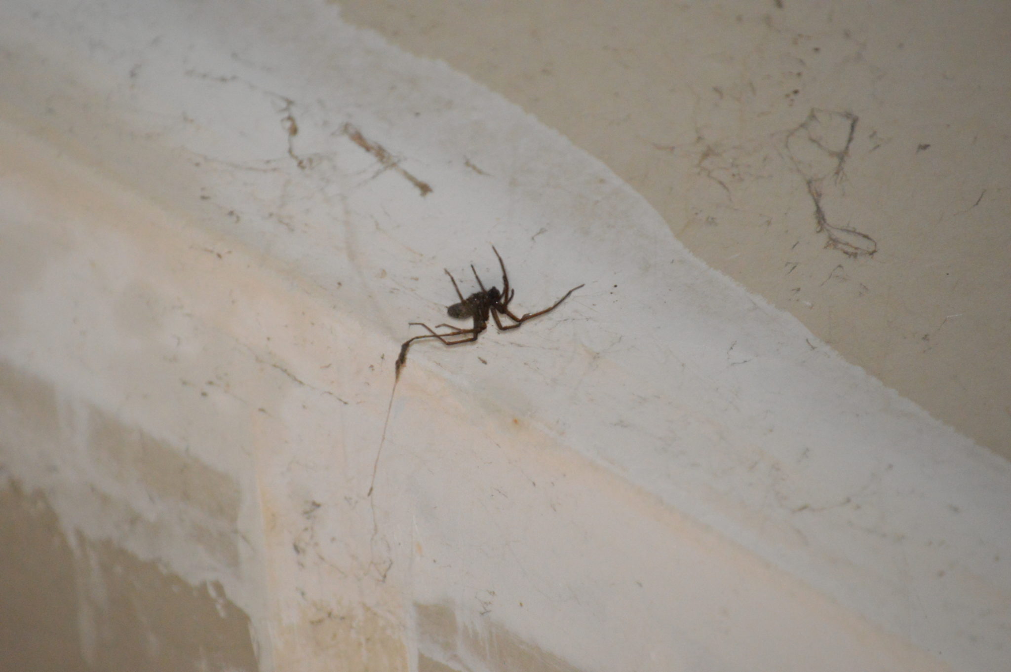 Eratigena Atrica - Giant House Spider - USA Spiders