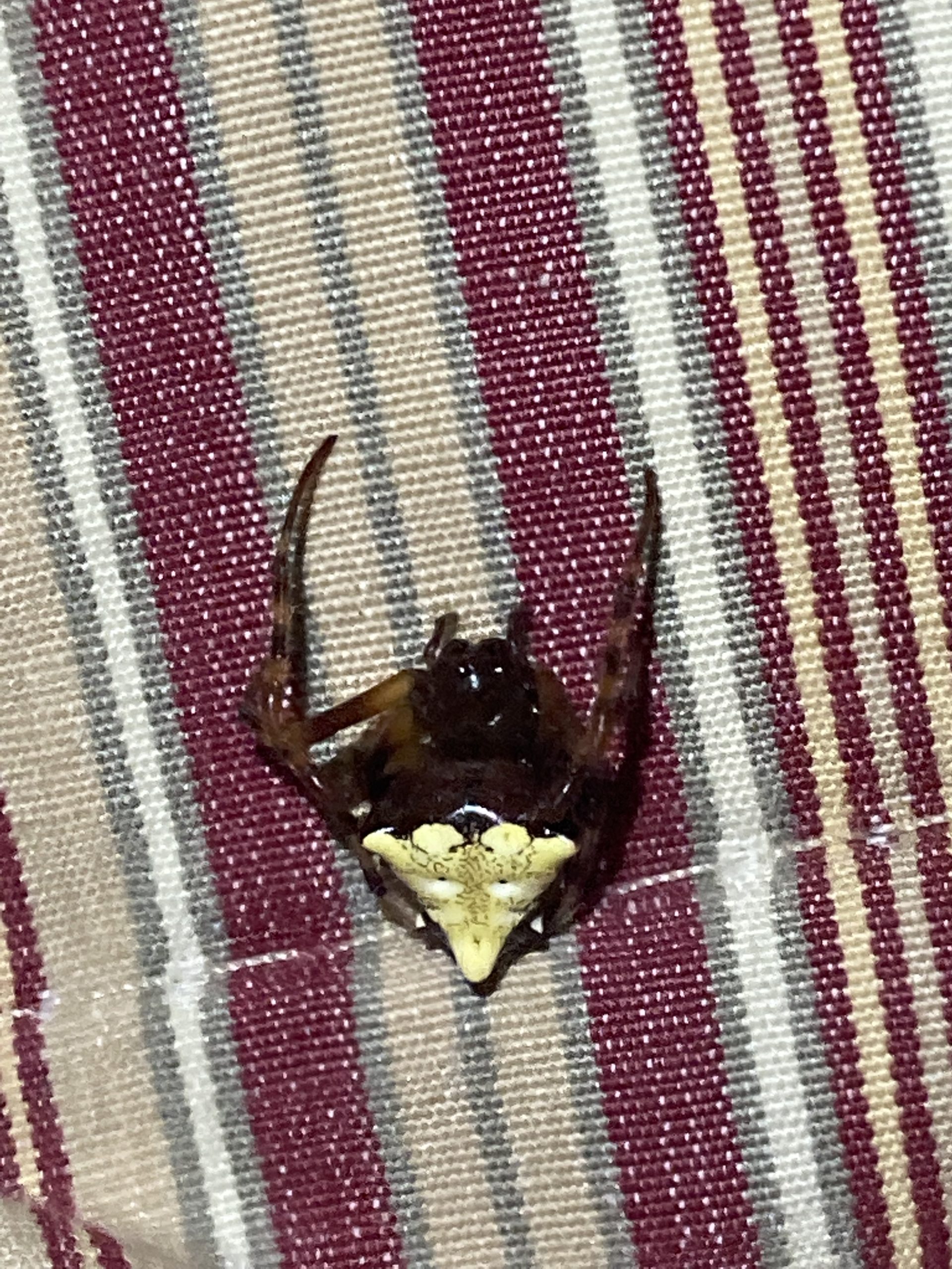 Verrucosa Arenata - Arrowhead Spider - USA Spiders