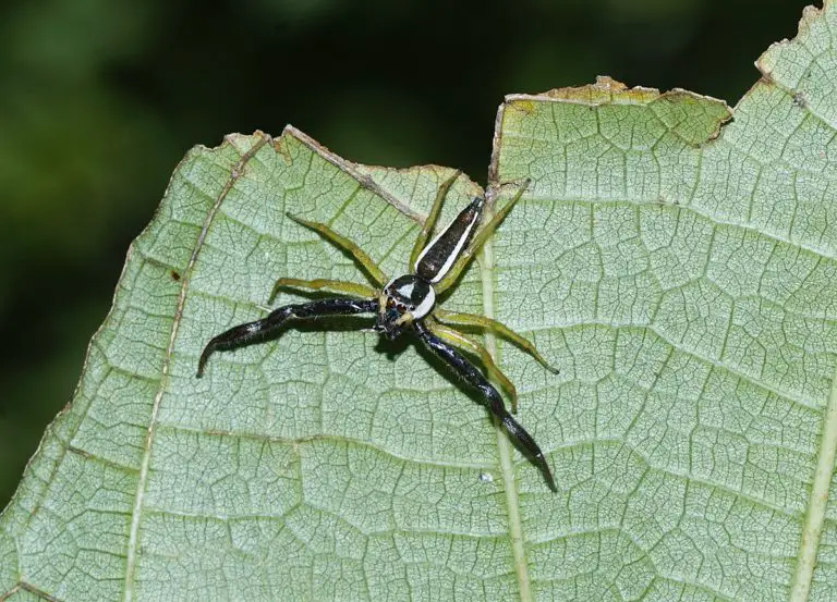 Jumping Spiders of America North of Mexico - USA Spiders