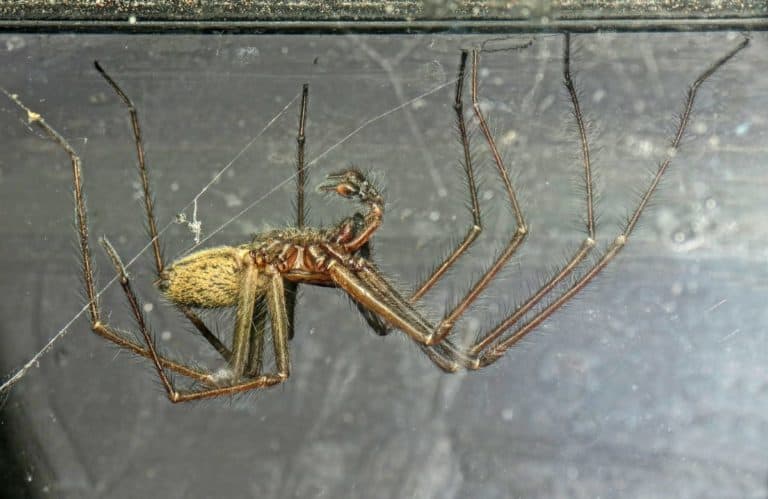 Eratigena Atrica - Giant House Spider - USA Spiders