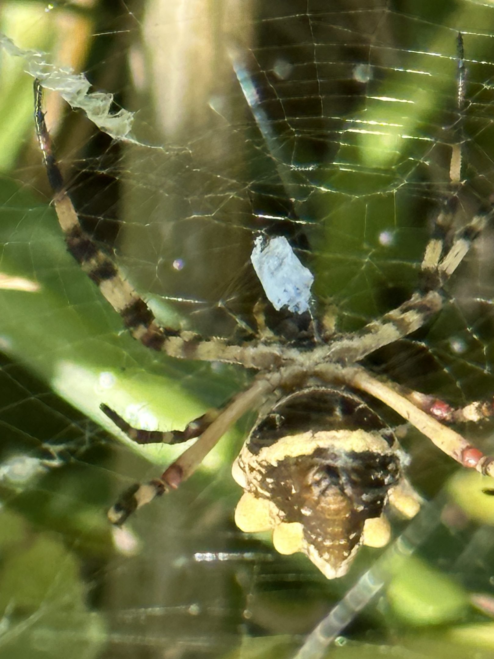 Argiope Argentata – Silver Garden Spider - USA Spiders