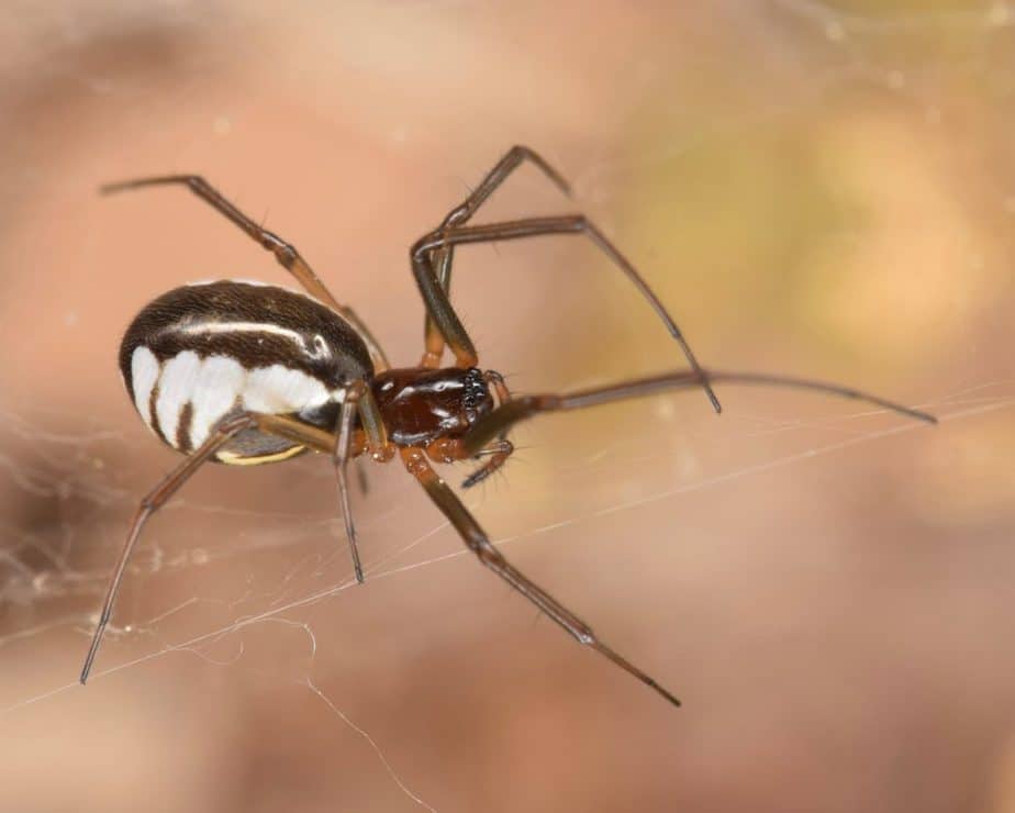 Frontinella Pyramitela - Bowl and Doily Spider - USA Spiders