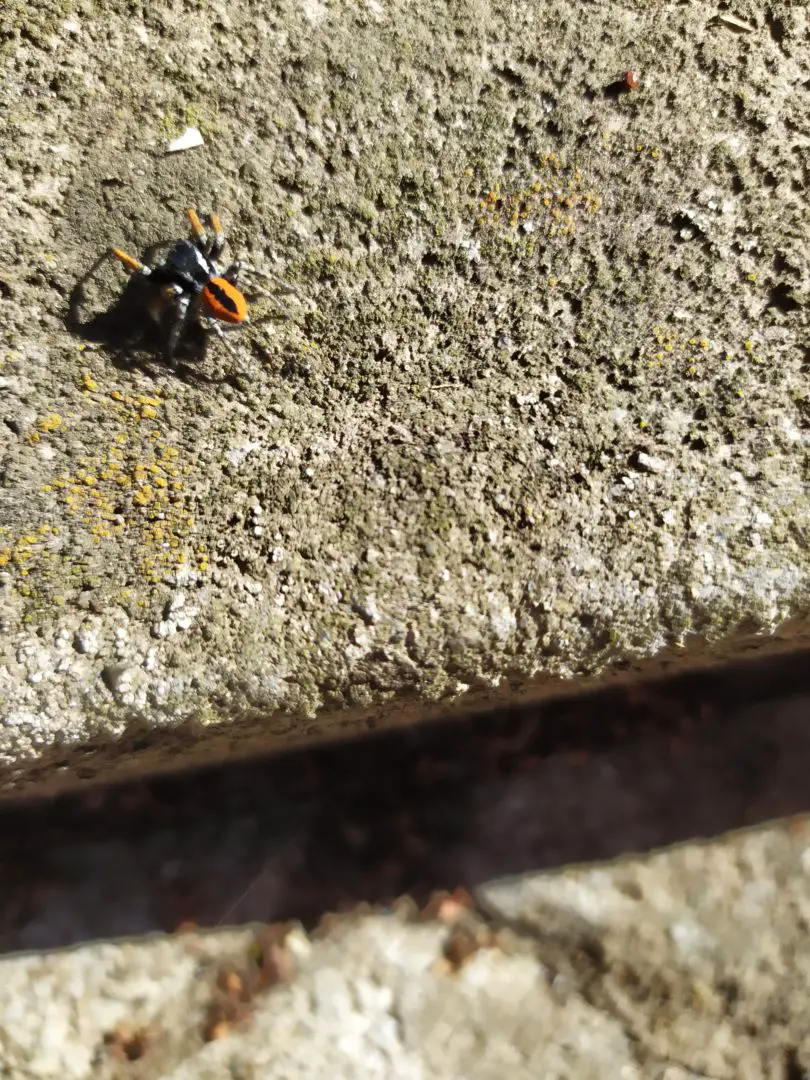 Phidippus Johnsoni - Red-Backed Jumping Spider - USA Spiders