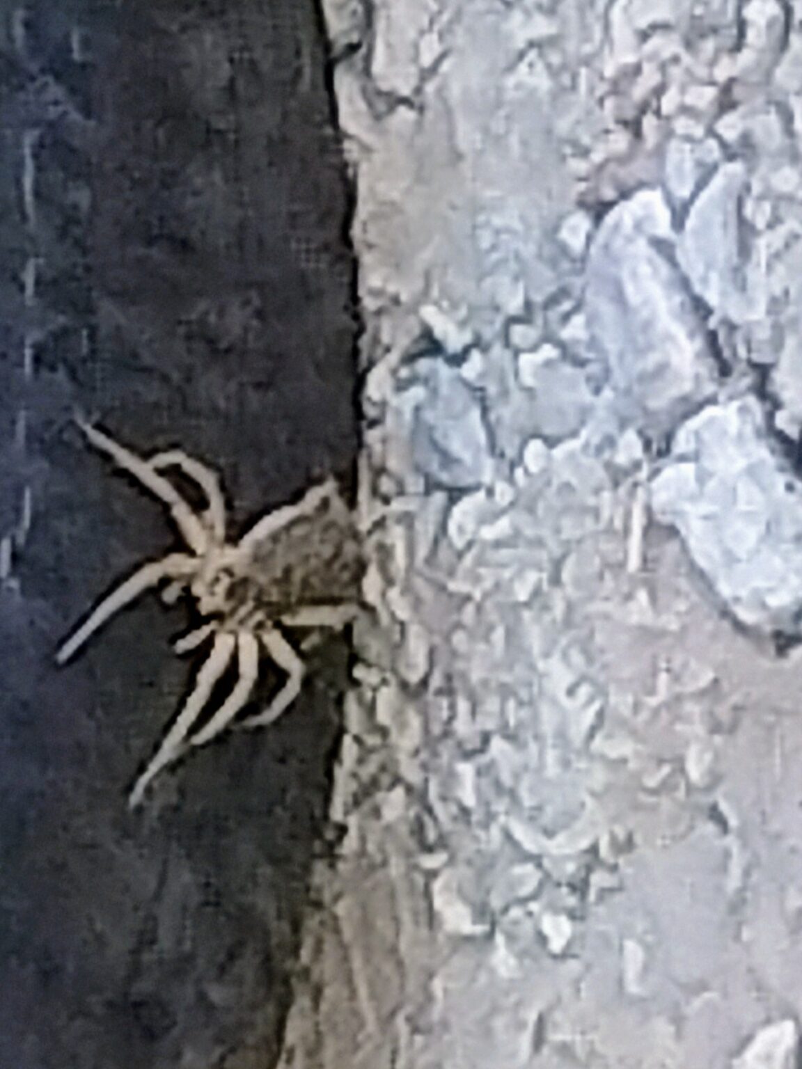 Tarantulas in Texas - USA Spiders