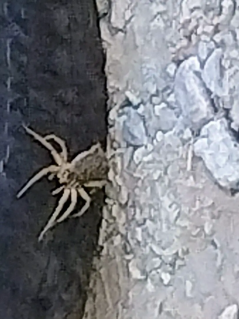 Tarantulas in Texas - USA Spiders