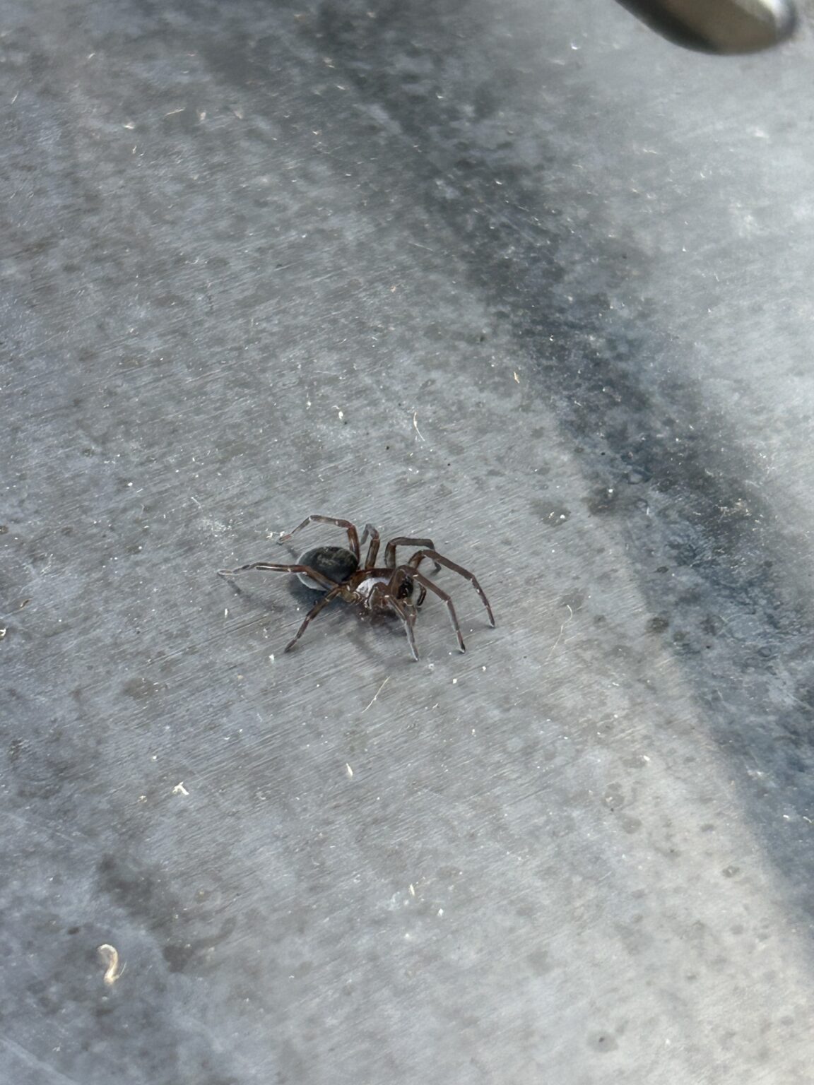 Metaltella Simoni - Hacklemesh Weaver - USA Spiders