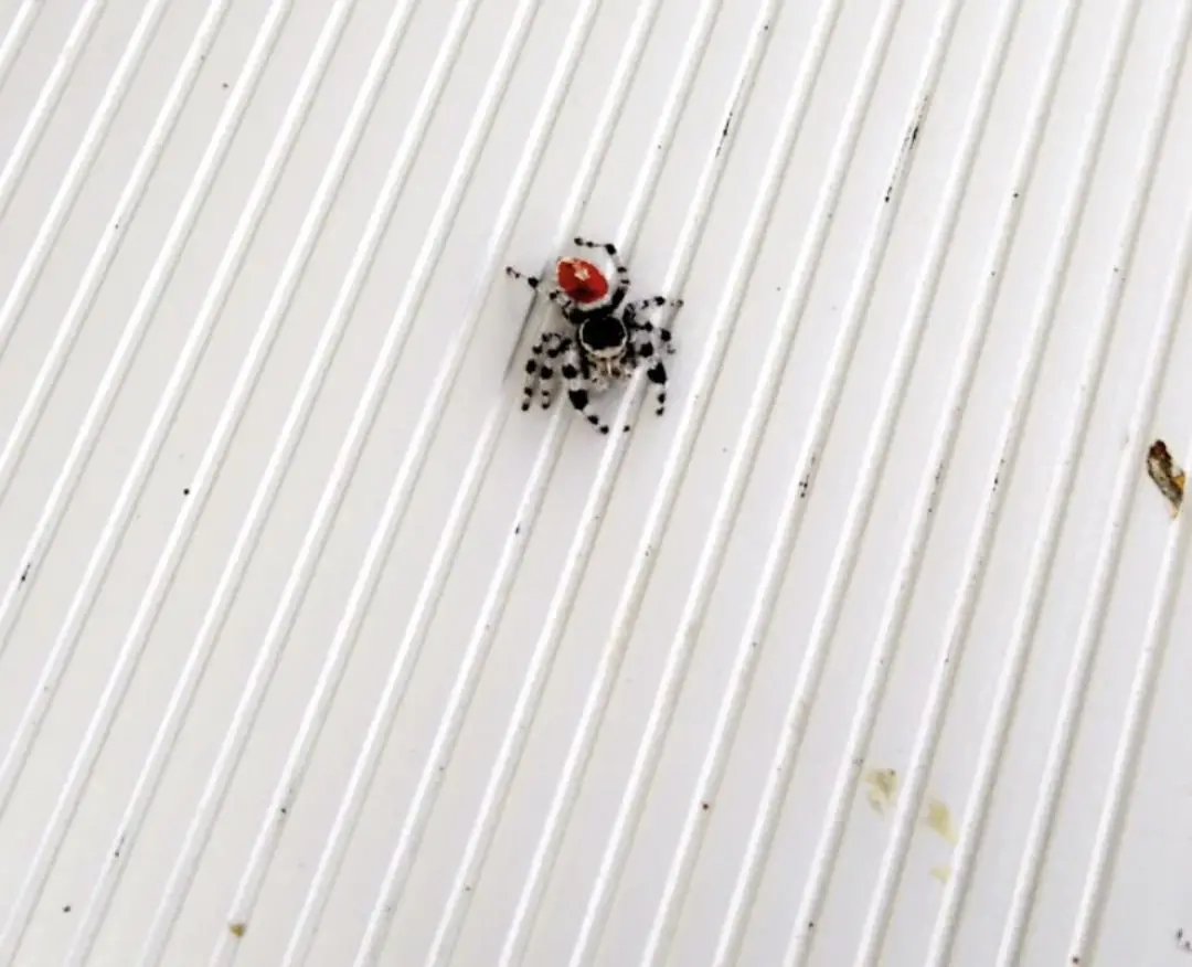 Phidippus Johnsoni - Red-Backed Jumping Spider - USA Spiders