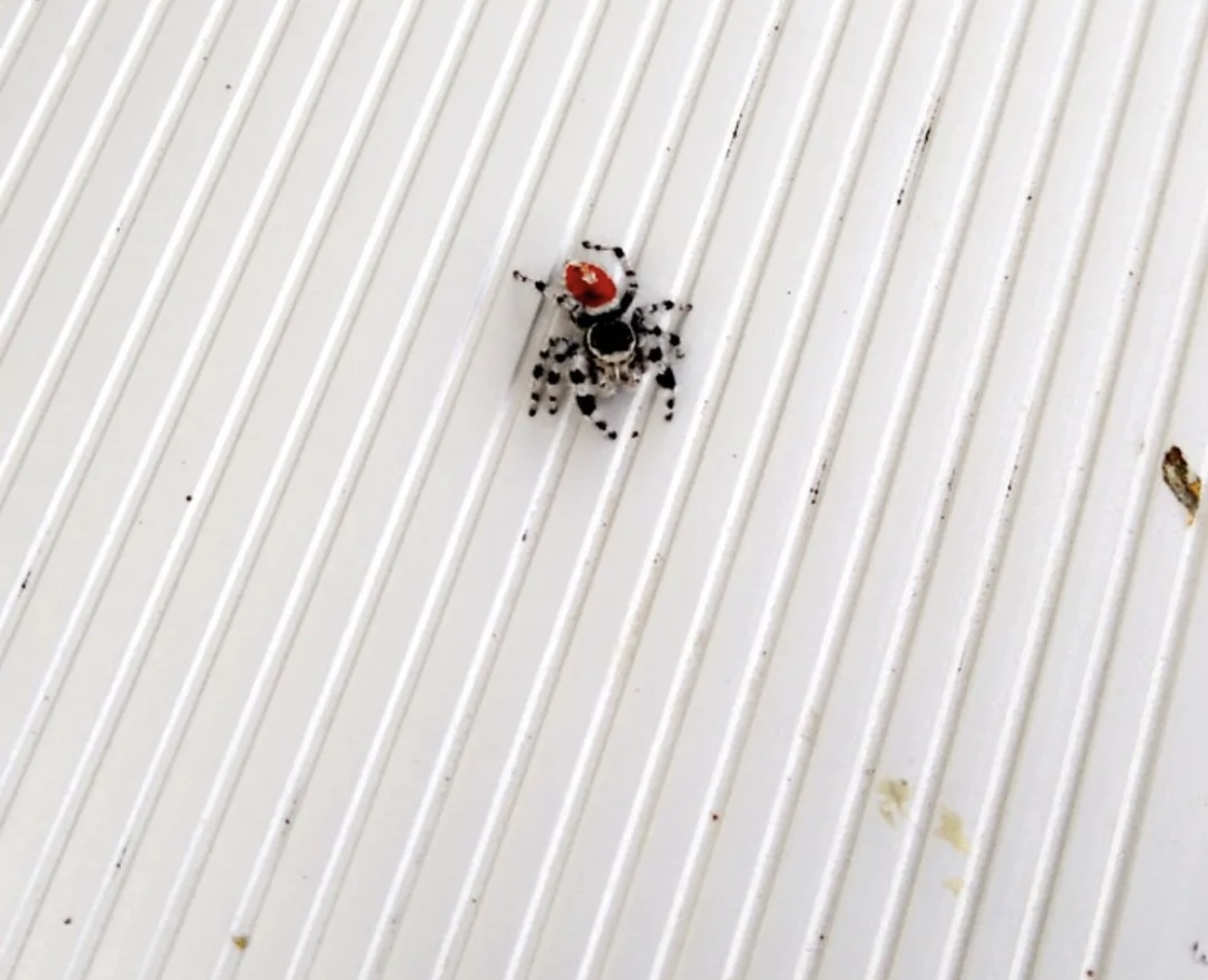 Phidippus Johnsoni - Red-Backed Jumping Spider - USA Spiders