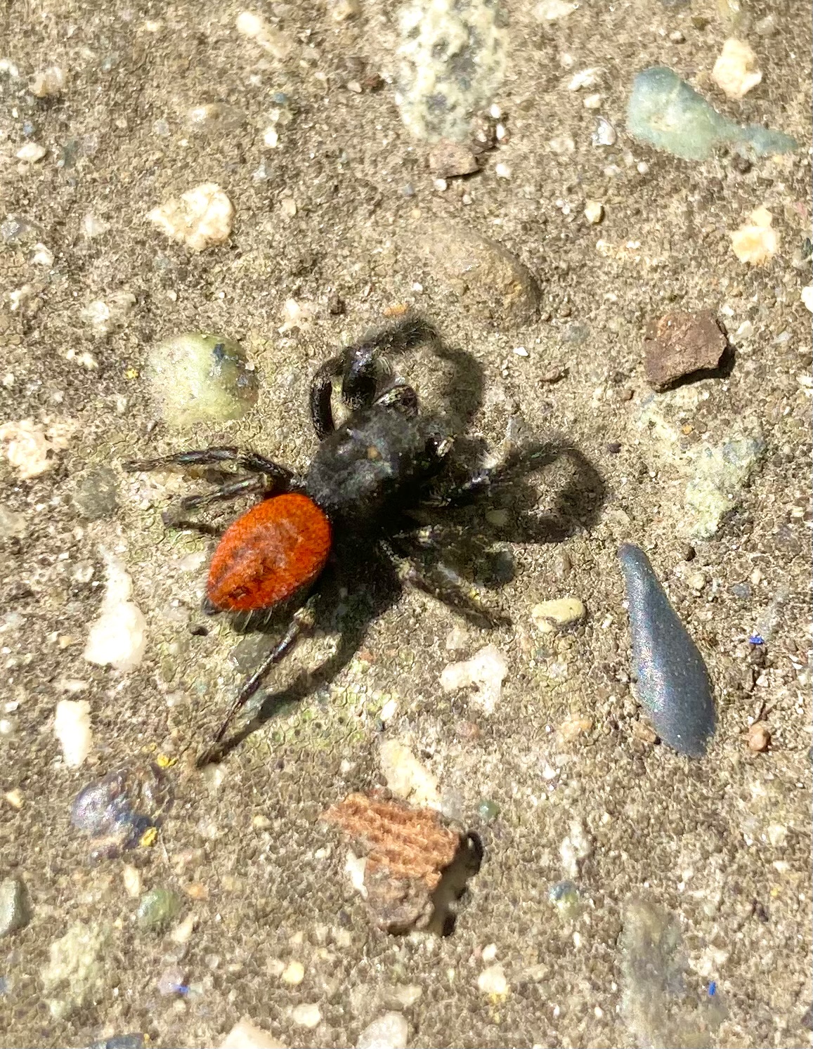 Phidippus Johnsoni - Red-Backed Jumping Spider - USA Spiders