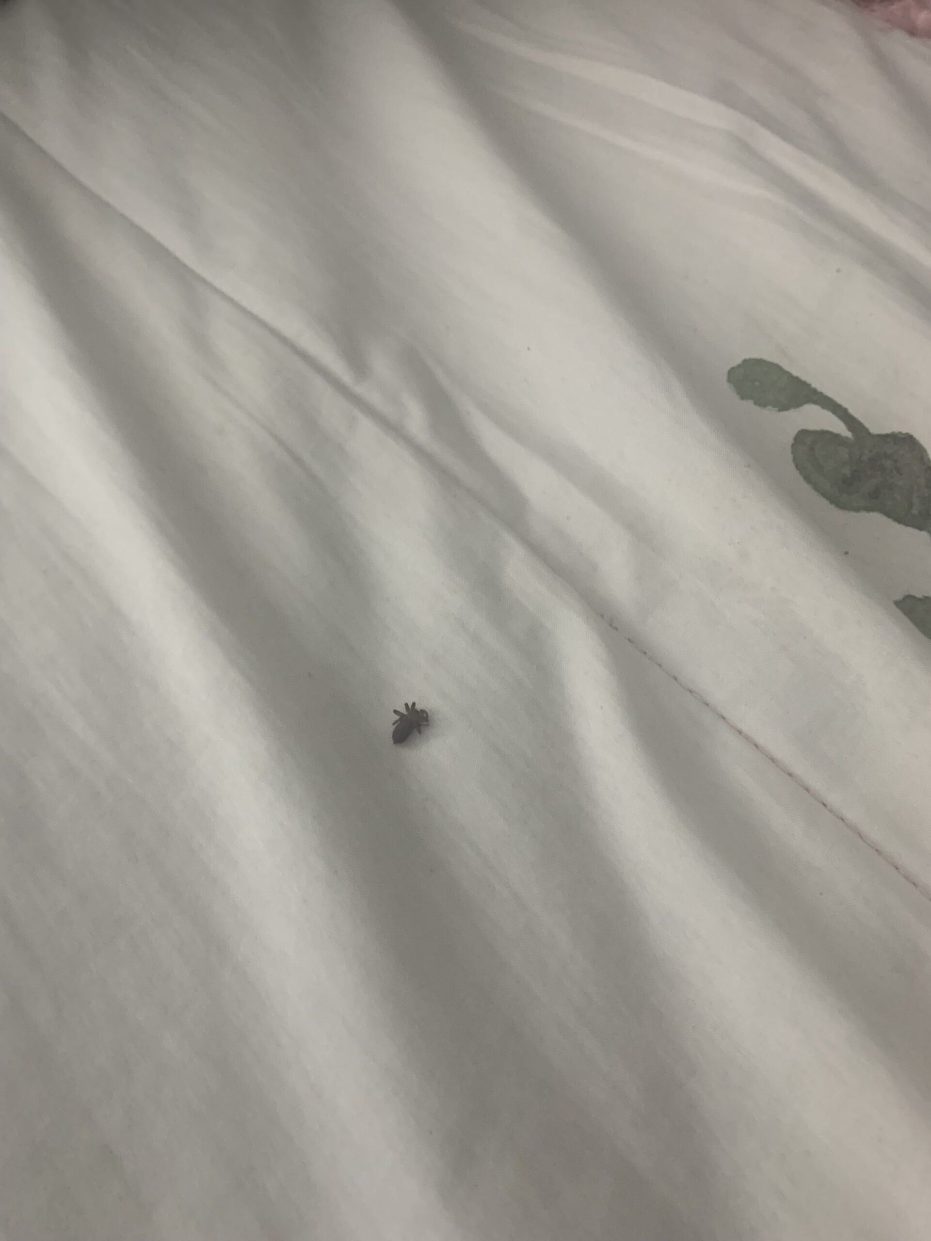 Gray House Spider - Badumna Longinqua - USA Spiders