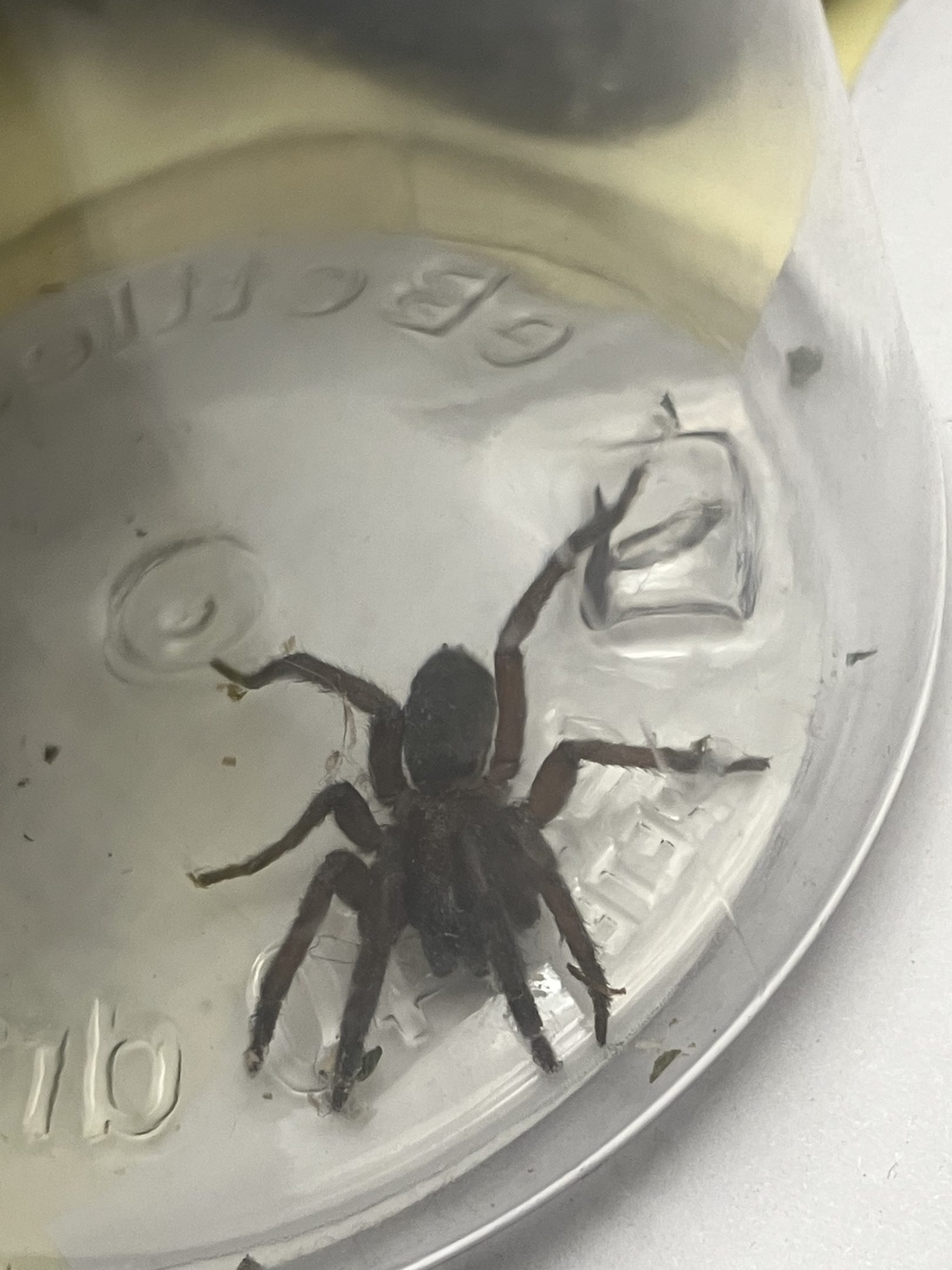 Scotophaeus Blackwalli - Mouse Spider - USA Spiders