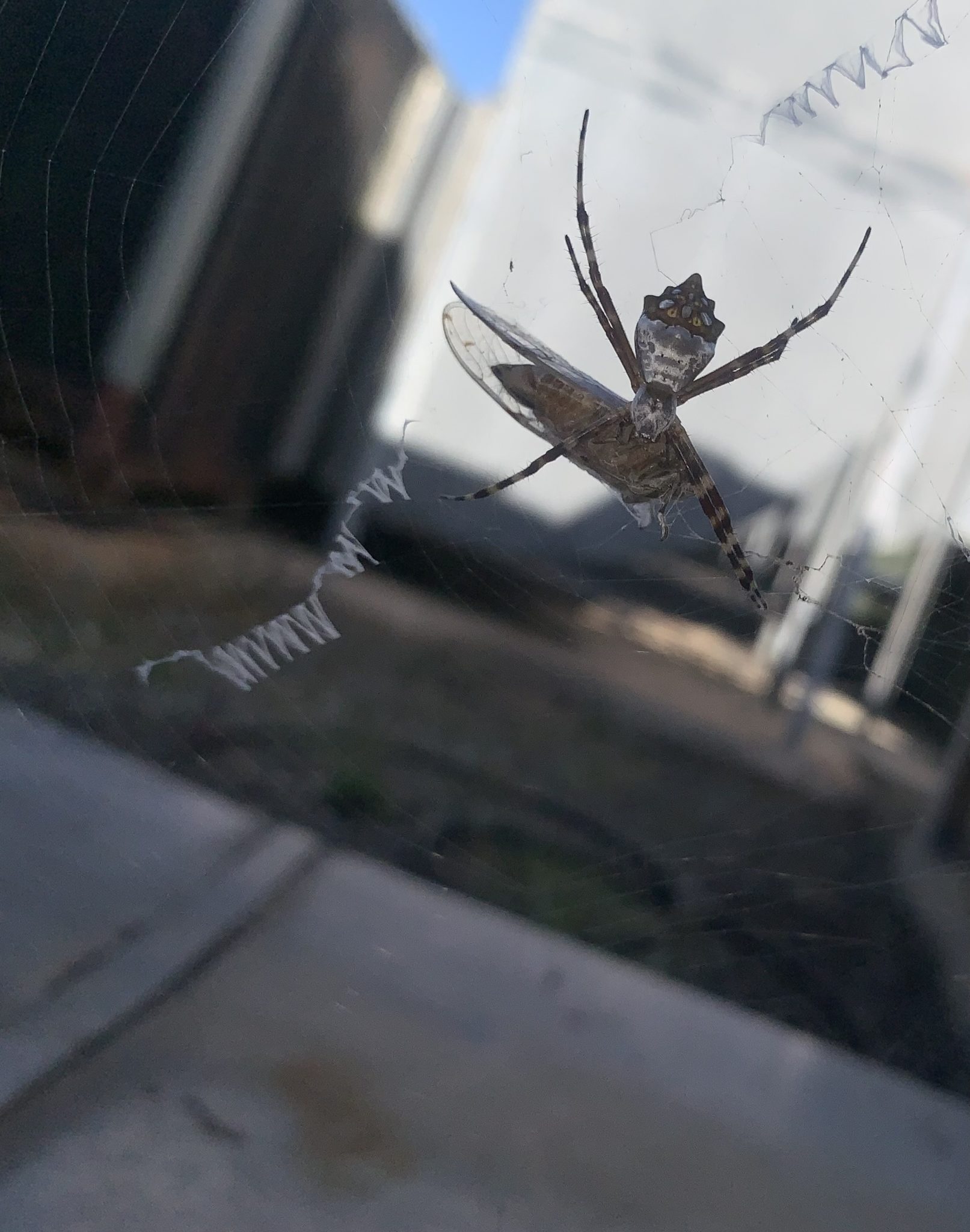 Argiope Argentata – Silver Garden Spider - USA Spiders