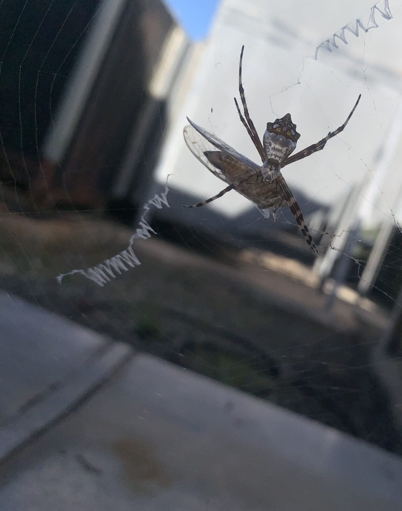 Argiope Argentata – Silver Garden Spider - USA Spiders