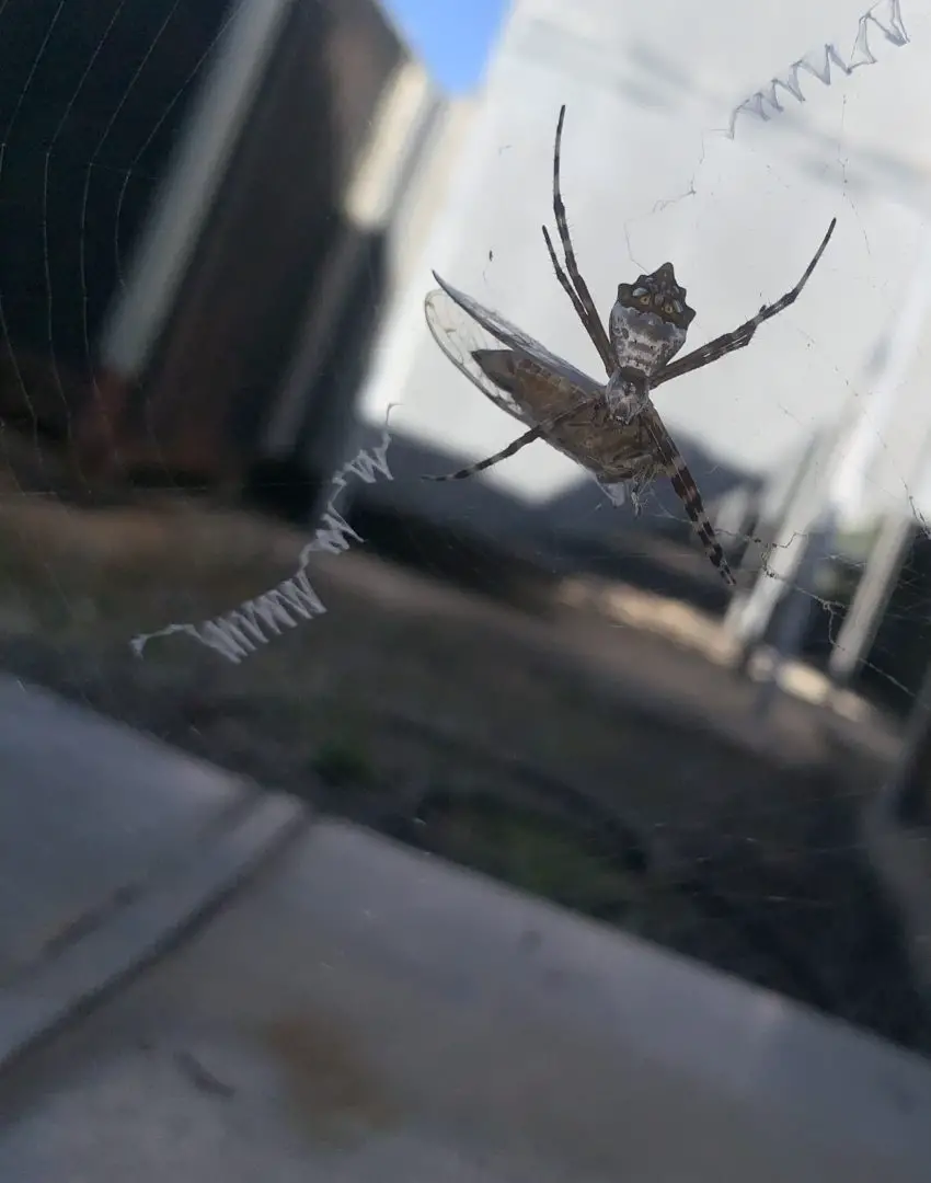 Argiope Argentata – Silver Garden Spider - USA Spiders