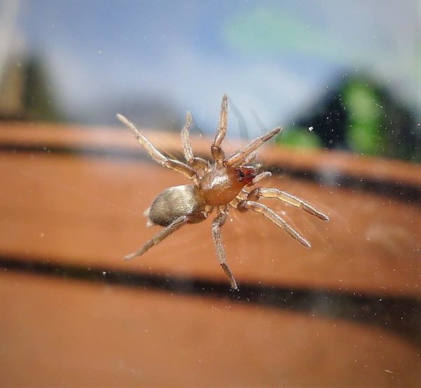 Scotophaeus Blackwalli - Mouse Spider - USA Spiders