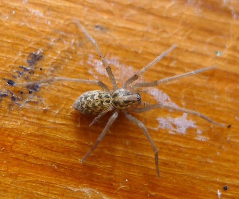 Eratigena Atrica - Giant House Spider - USA Spiders