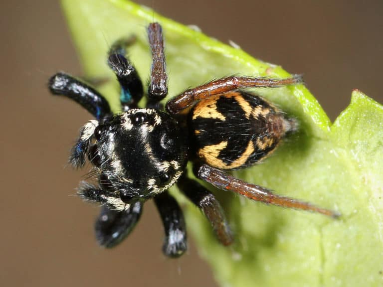 Jumping Spiders of America North of Mexico - USA Spiders