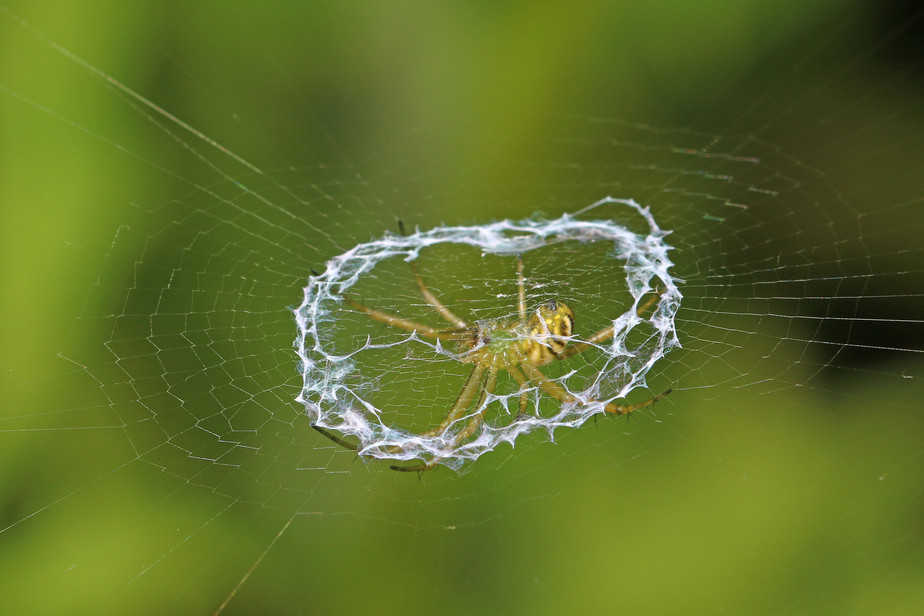 Mangora gibberosa - Lined Orbweaver - USA Spiders