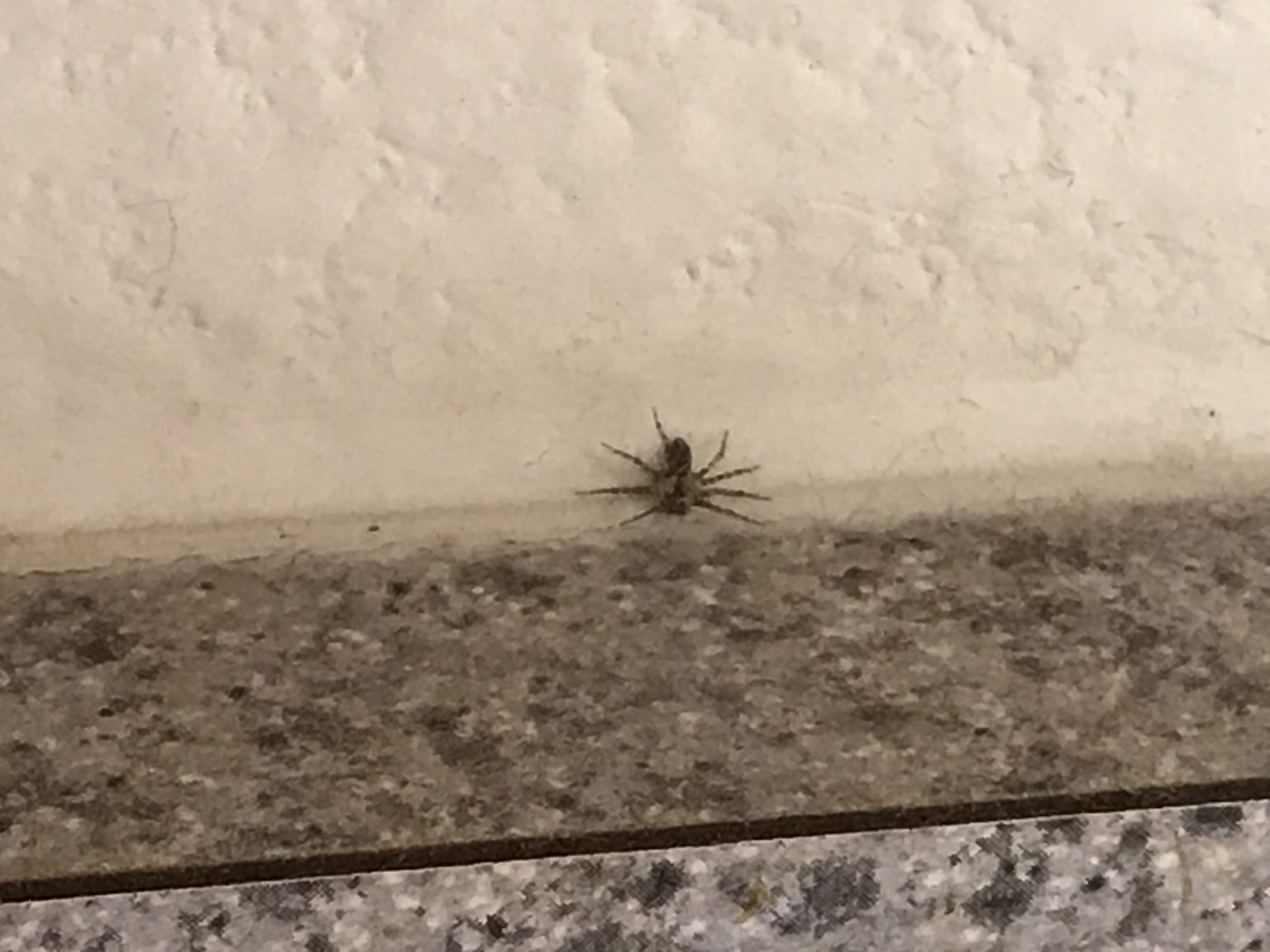 Gray House Spider - Badumna Longinqua - USA Spiders