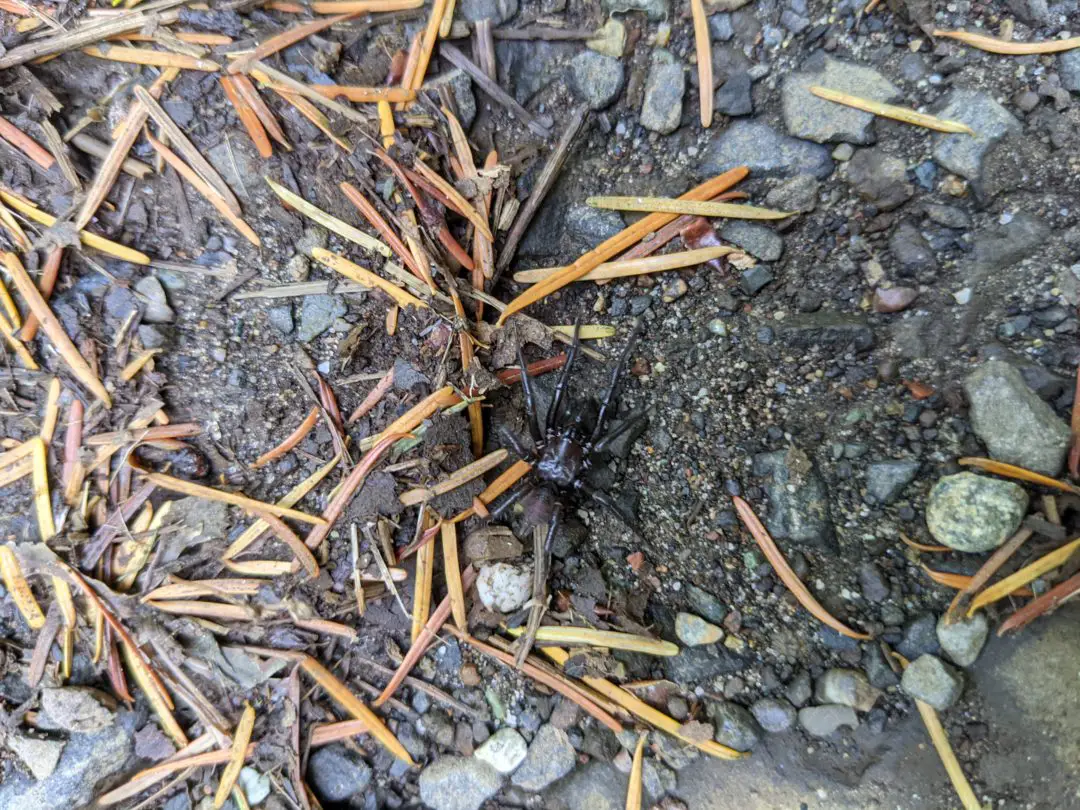 Scotophaeus Blackwalli - Mouse Spider - USA Spiders