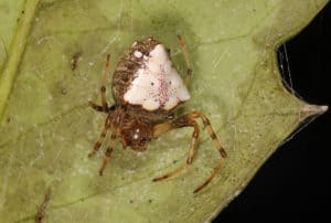 Verrucosa Arenata - Arrowhead Spider - USA Spiders