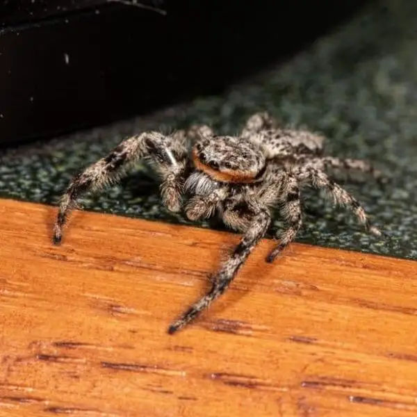 Spiders in Texas - USA Spiders