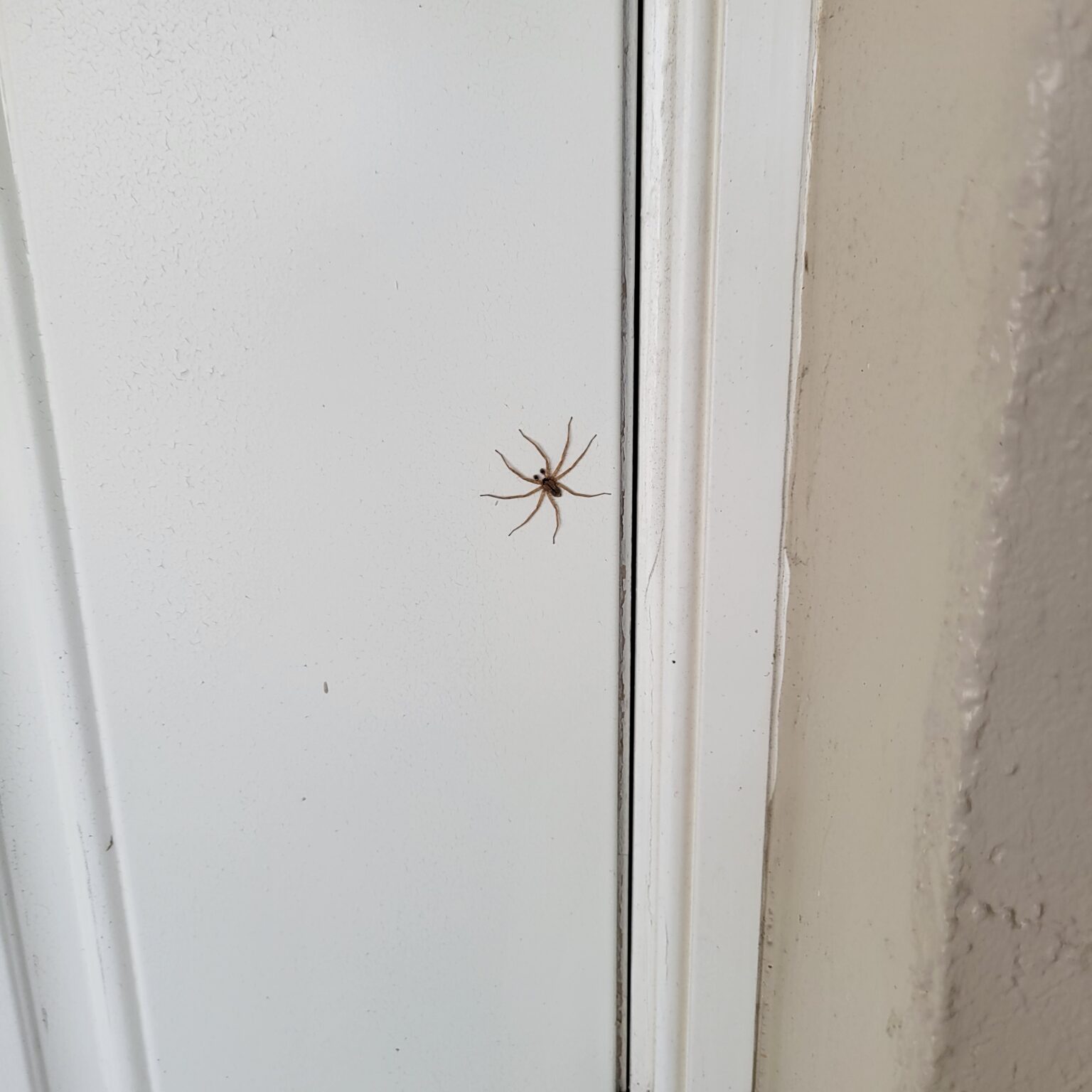 Heteropoda venatoria - Pantropical huntsman - USA Spiders