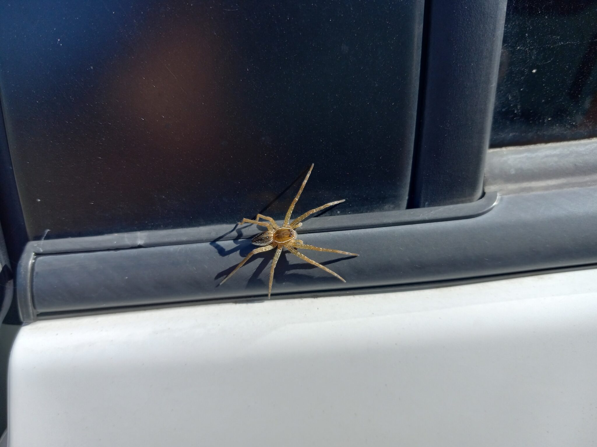 Heteropoda venatoria - Pantropical huntsman - USA Spiders