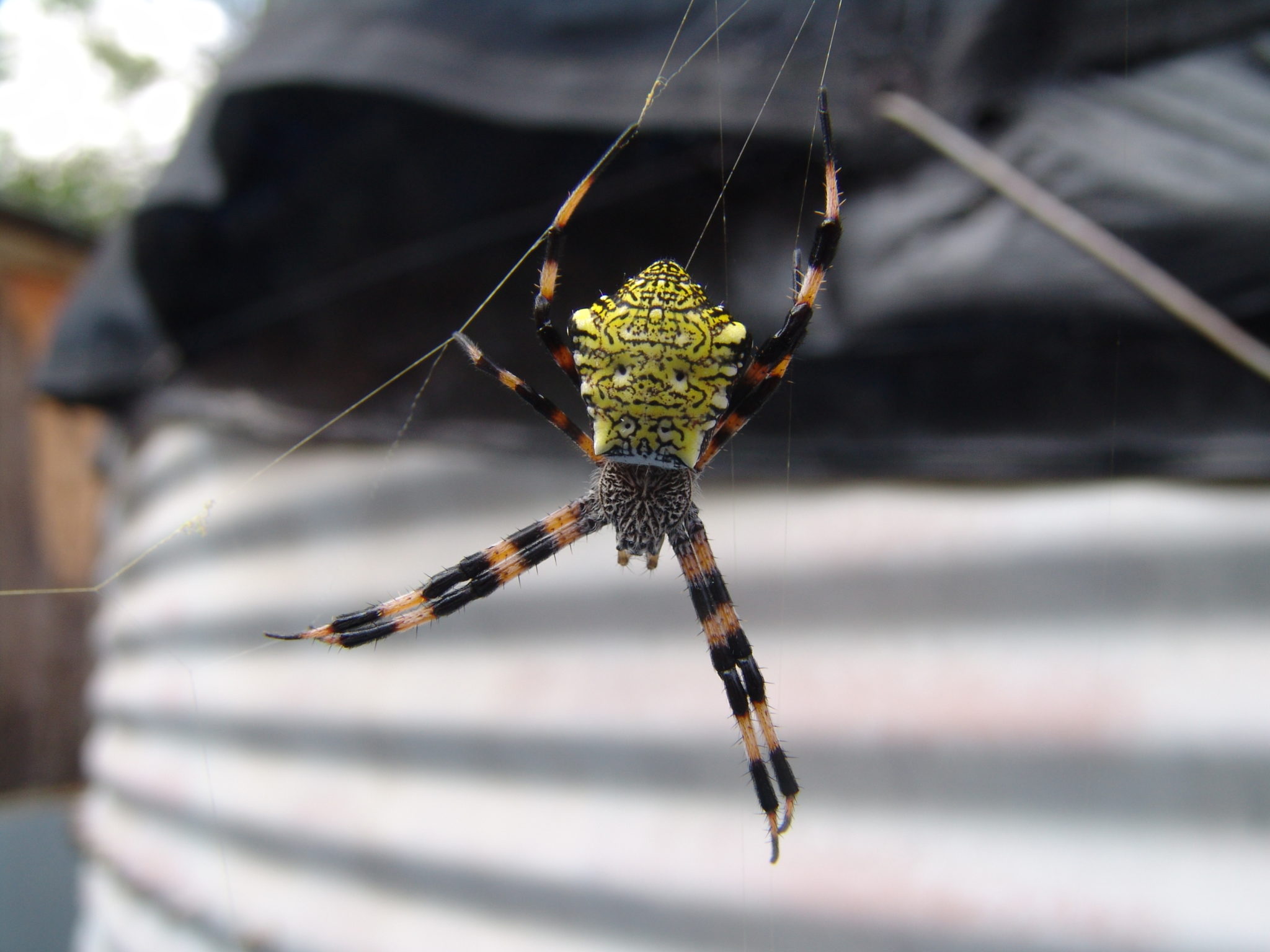Argiope appensa - Hawaiian Argiope - USA Spiders