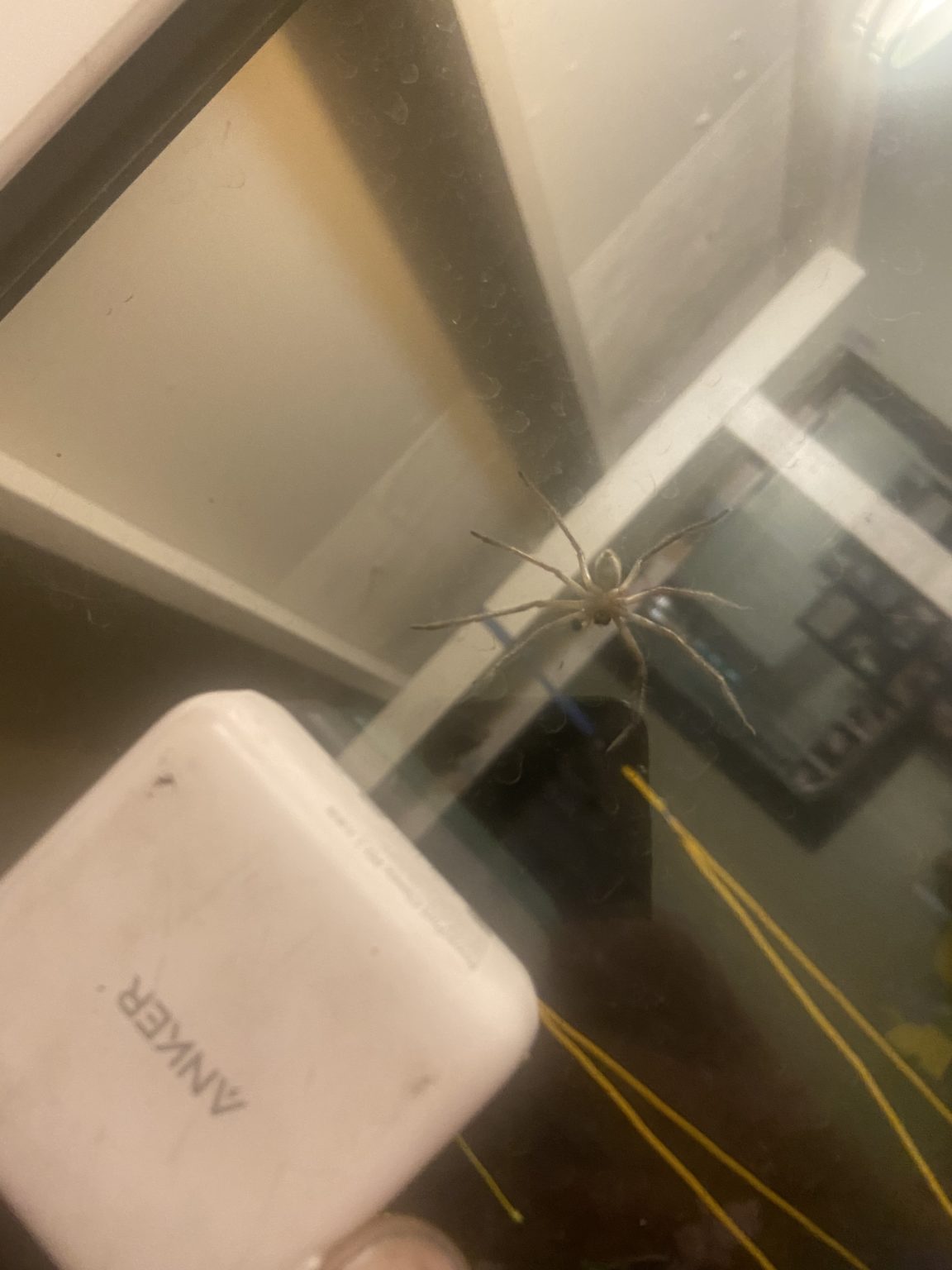 Heteropoda venatoria - Pantropical huntsman - USA Spiders