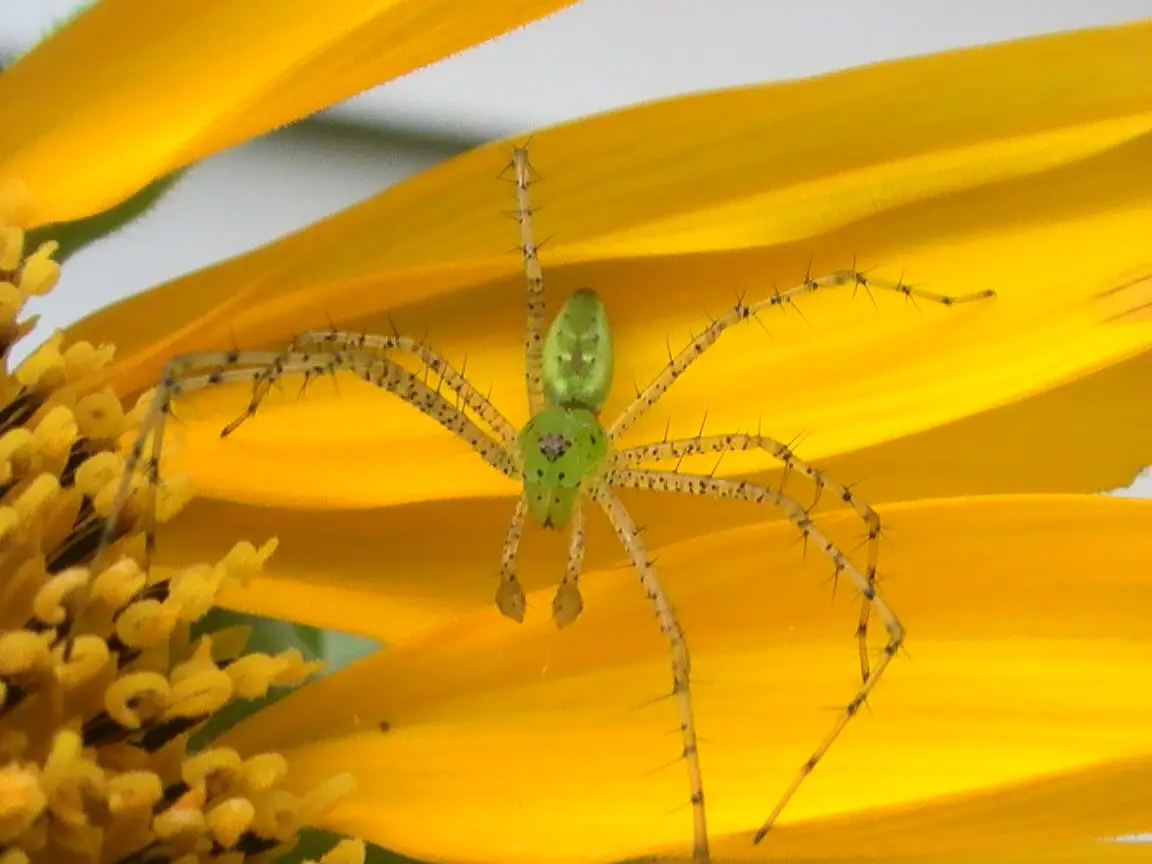 Peucetia viridans - Green Lynx Spider - USA Spiders