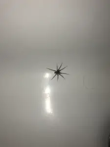 Lycosidae - Wolf Spider - USA Spiders